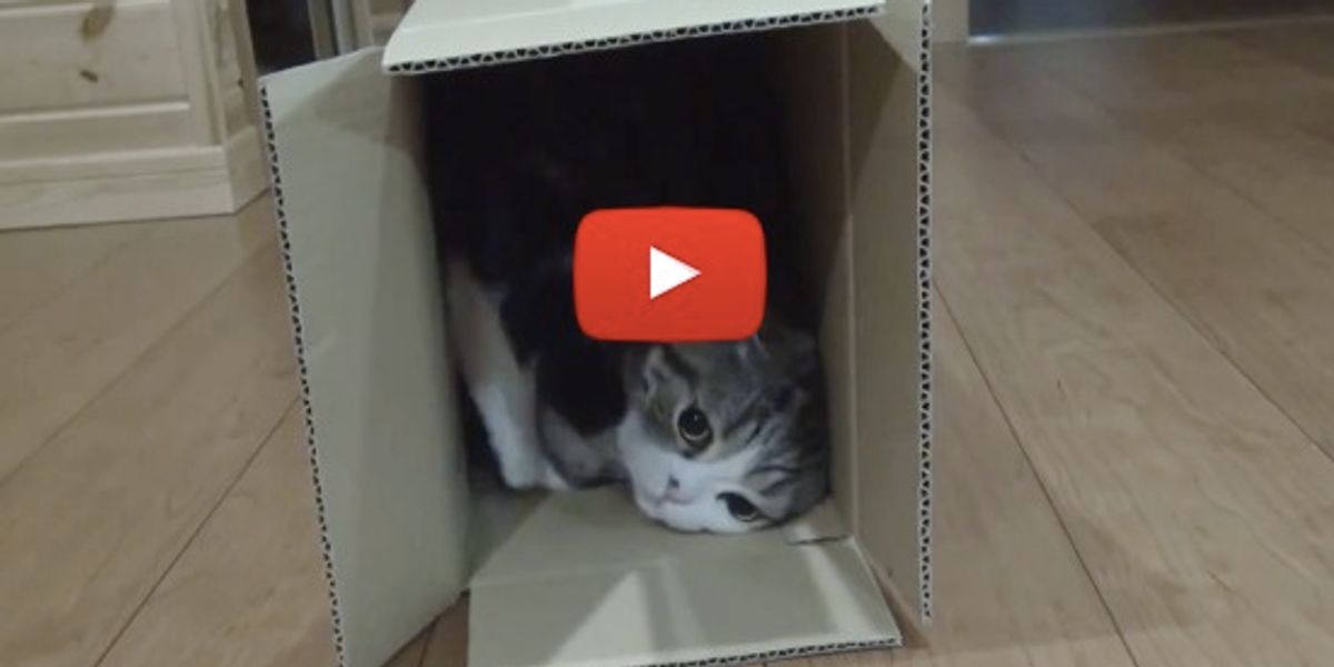 Maru And Many Boxes - Love Meow