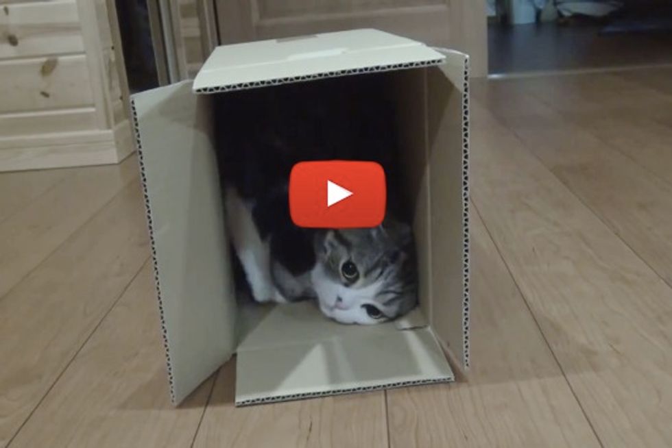 Maru And Many Boxes - Love Meow