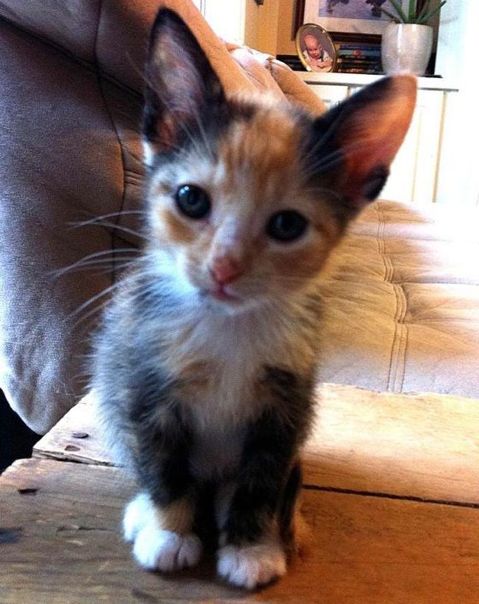 Meet String The Calico Boy - Love Meow