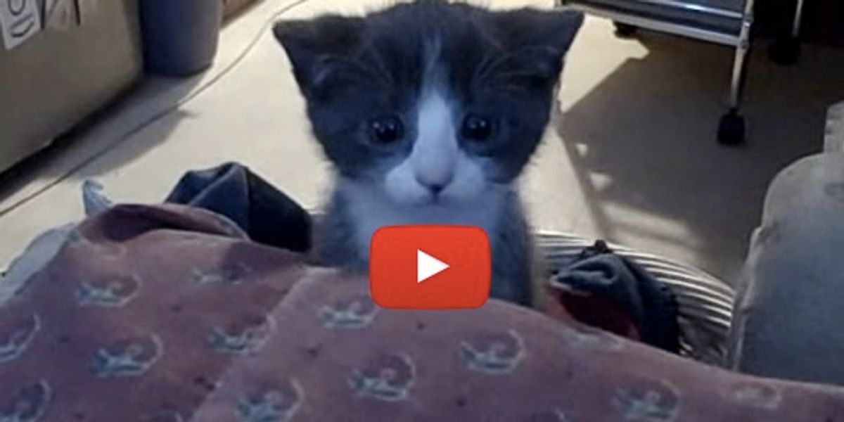 Kitten In Cute Ninja 'Attack' Mode - Love Meow