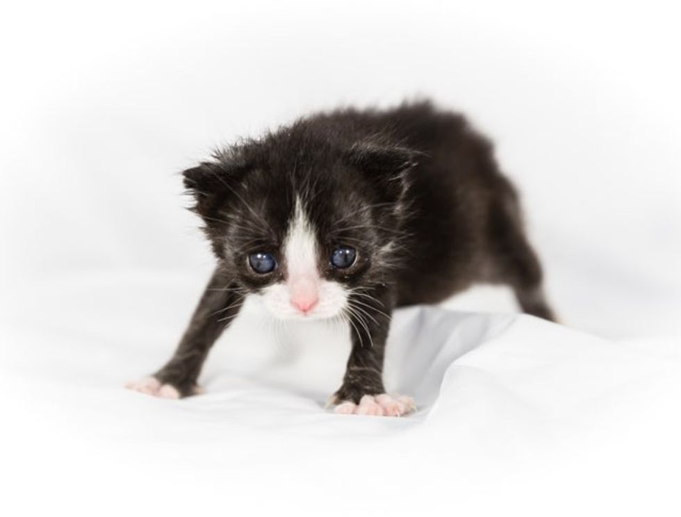 Preemie Kitten Born Two Weeks Early, Half the Size of Other Kitties ...