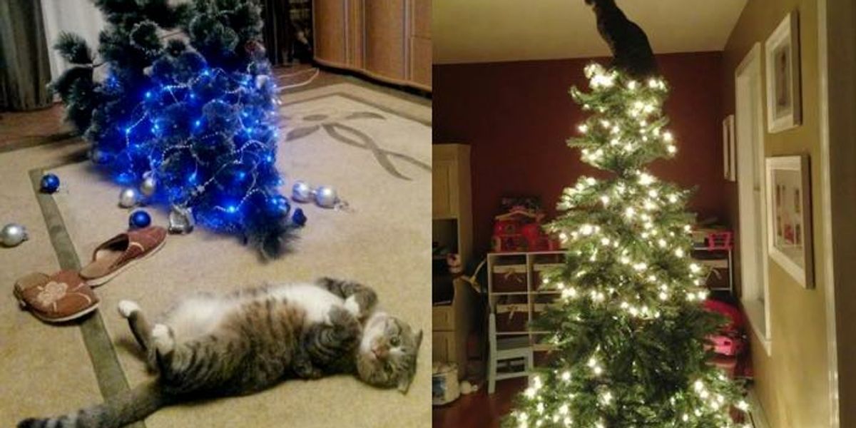 10+ Cats Proud of their Work with the Christmas Tree - Love Meow