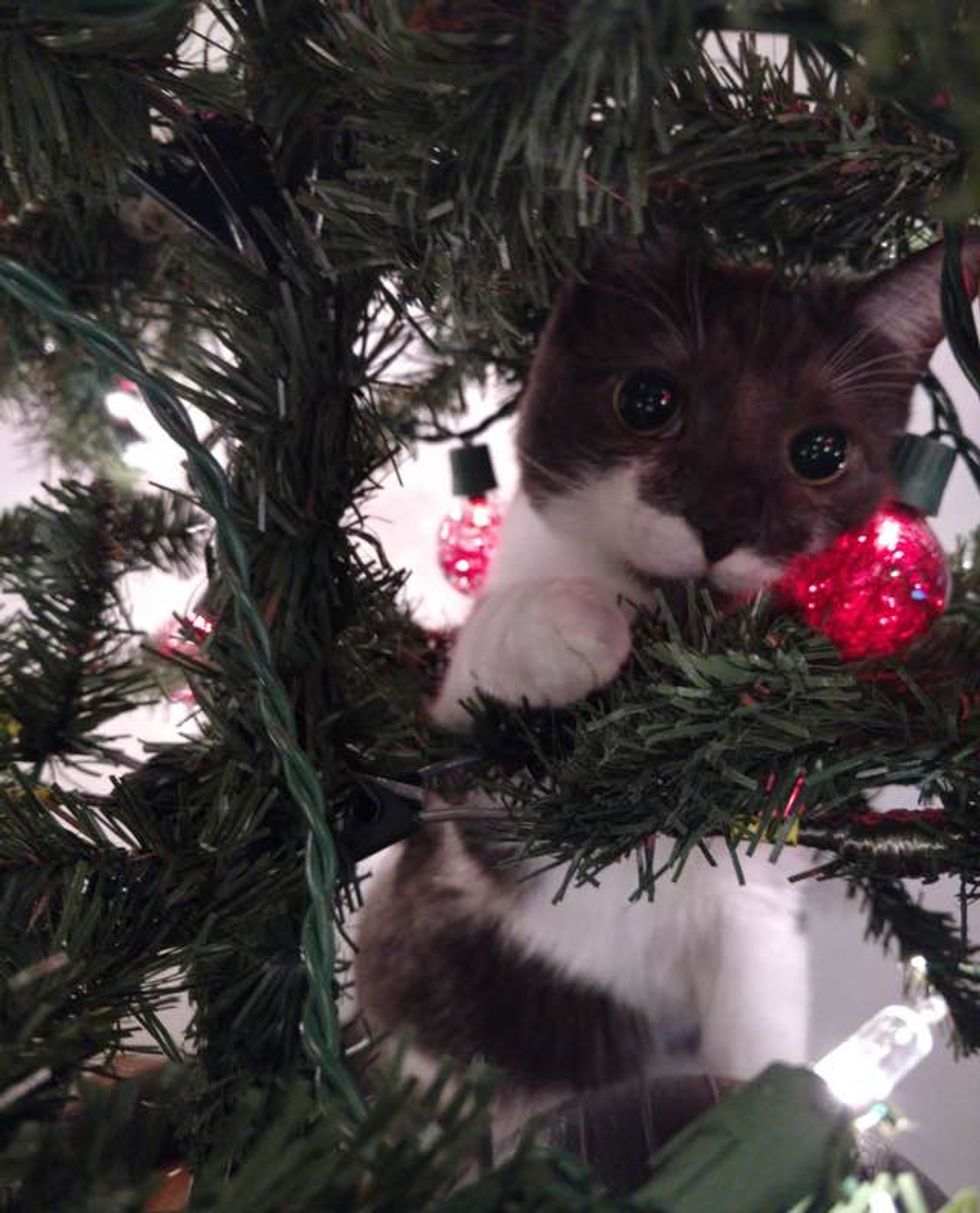 10+ Cats Proud of their Work with the Christmas Tree - Love Meow