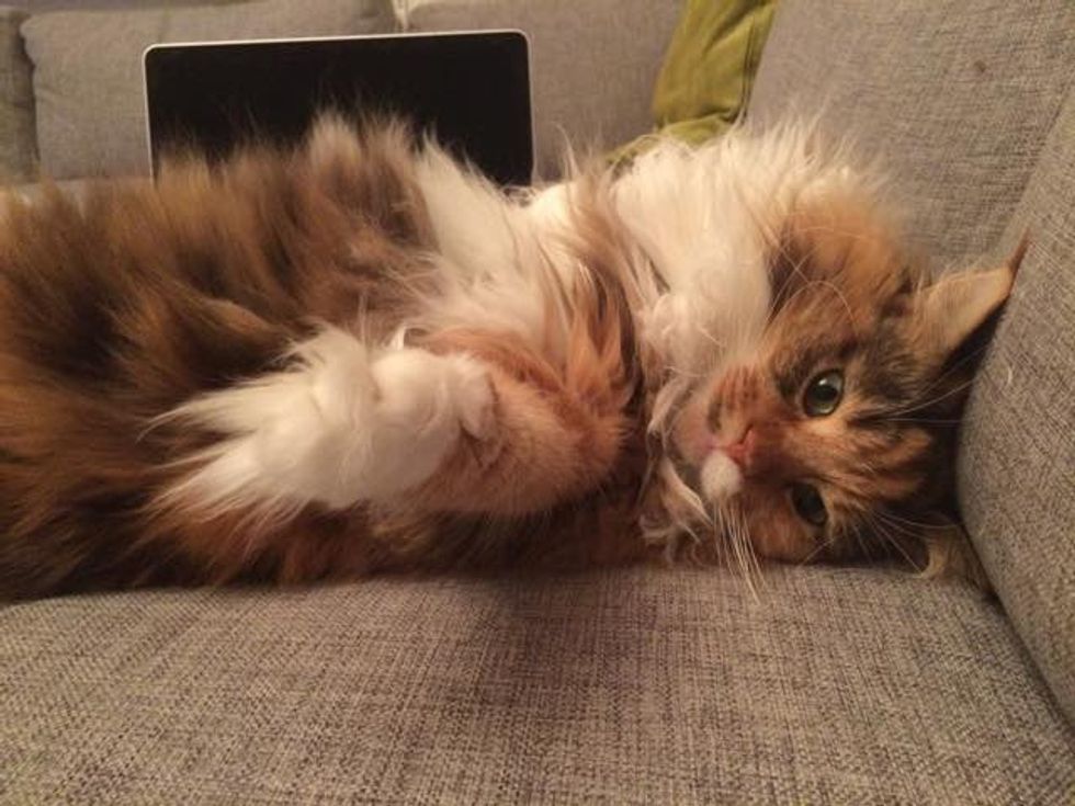 Fluffy Maine Coon Cat Can't Contain Her Magnificent Floof (9 Photos ...