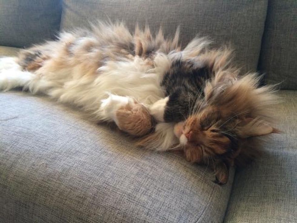 Fluffy Maine Coon Cat Can't Contain Her Magnificent Floof (9 Photos ...