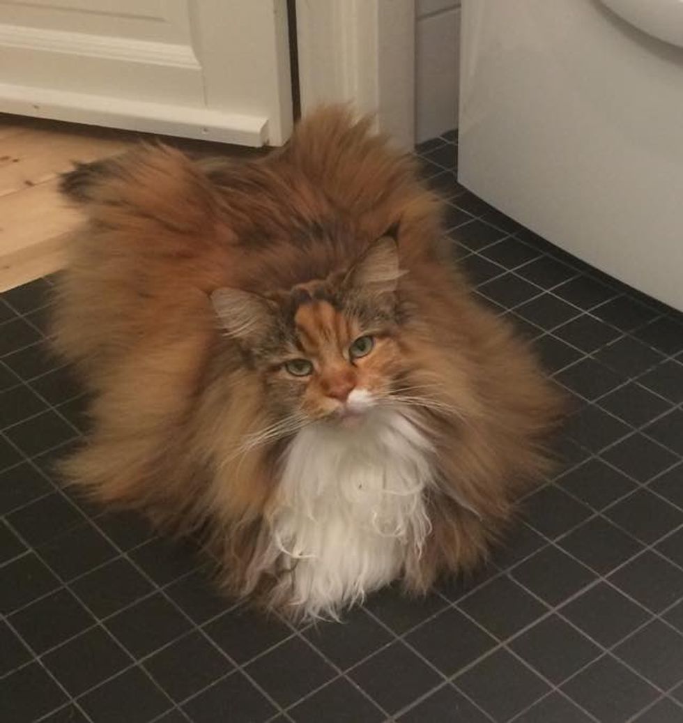 Fluffy Maine Coon Cat Can't Contain Her Magnificent Floof (9 Photos ...