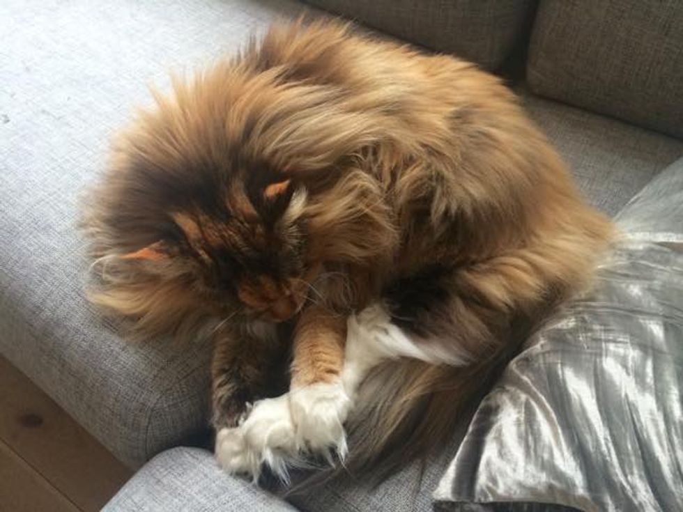 Fluffy Maine Coon Cat Can't Contain Her Magnificent Floof (9 Photos ...
