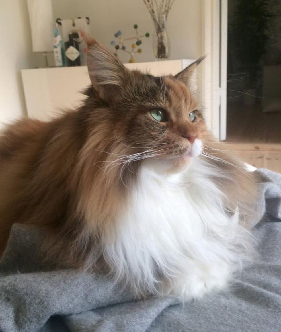 Fluffy Maine Coon Cat Can't Contain Her Magnificent Floof (9 Photos ...