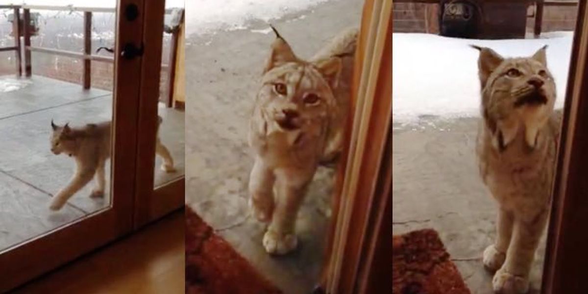 Lynx Visits a Home Outside on the Porch - Love Meow
