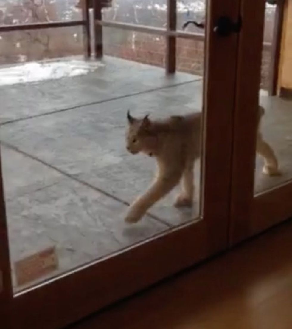 Lynx Visits a Home Outside on the Porch - Love Meow
