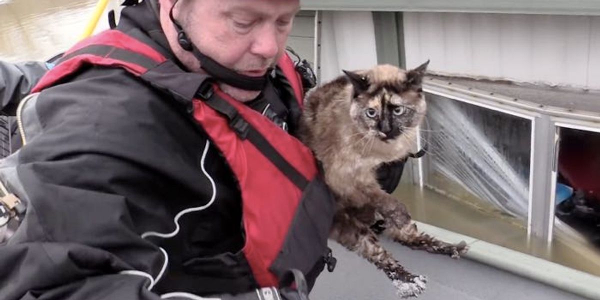 Cat Survived Flooding by Floating in Her Litter Box, Saved by Rescuers ...