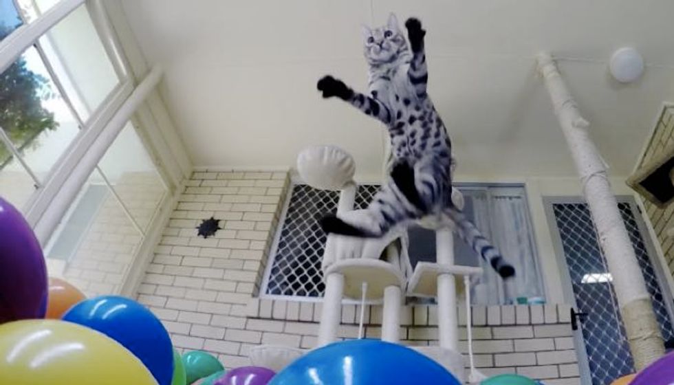 Cat Discovers His Own Ball Pit! He Just Keeps Jumpin' - Love Meow