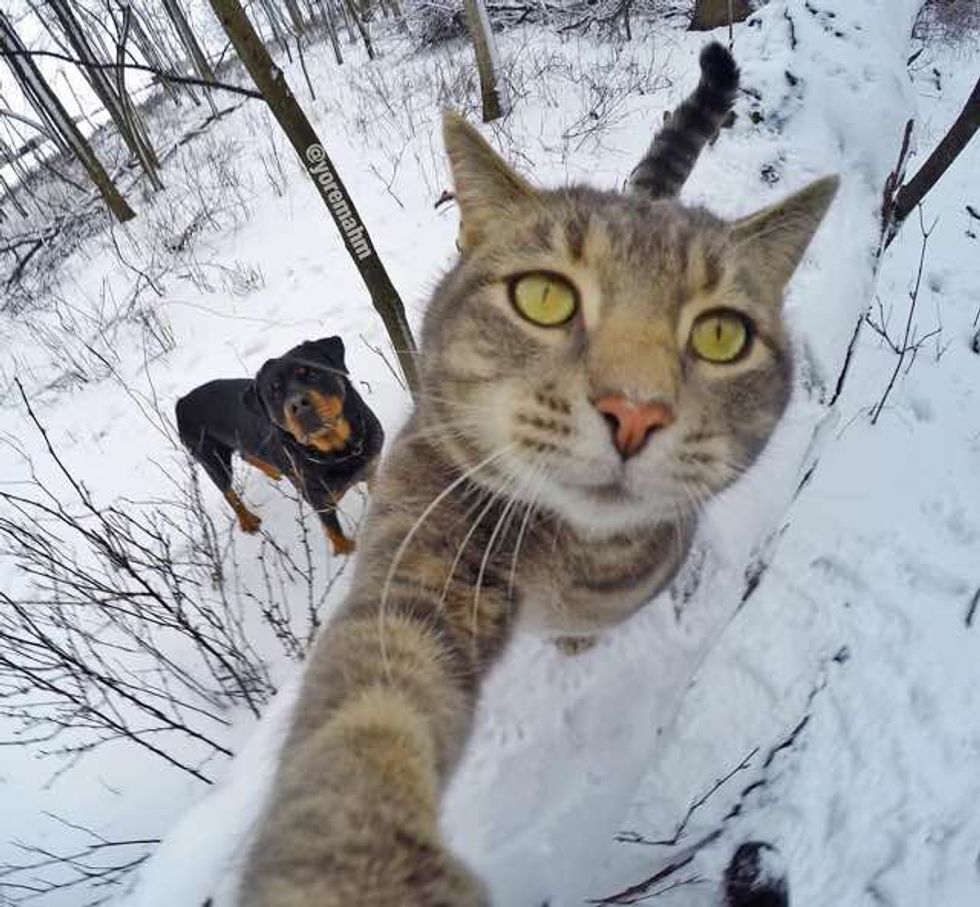 Manny the Cat Takes Selfies for Him and His Dogs with a GoPro Camera ...