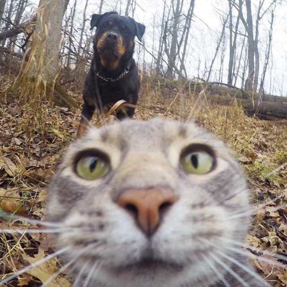 Manny the Cat Takes Selfies for Him and His Dogs with a GoPro Camera ...