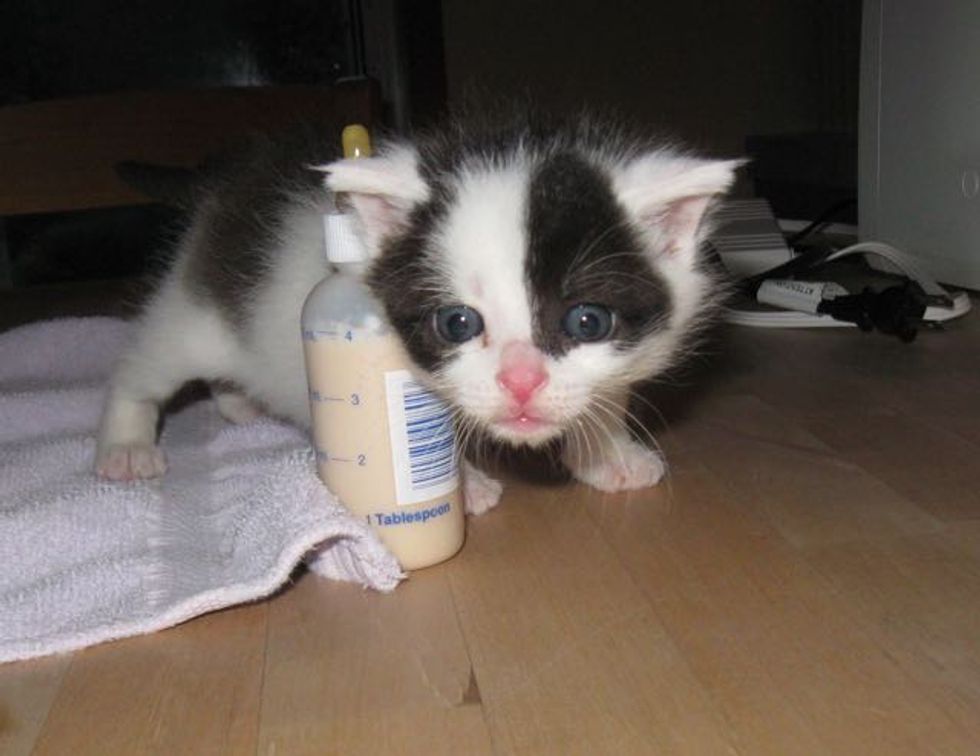 Panda the Kitten Saved from the Rain, Then and Now! - Love Meow