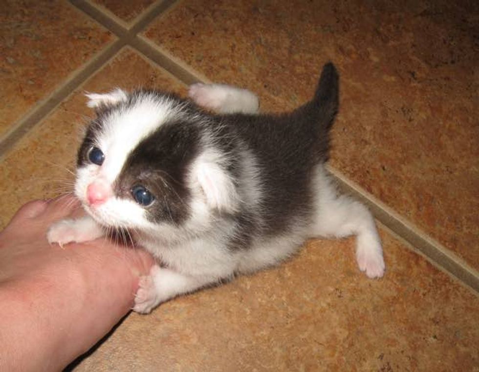 Panda the Kitten Saved from the Rain, Then and Now! - Love Meow