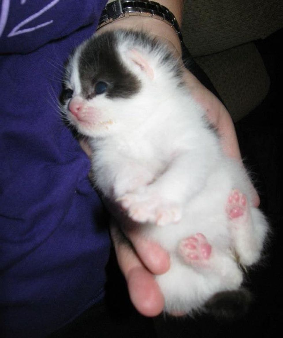 Panda the Kitten Saved from the Rain, Then and Now! - Love Meow