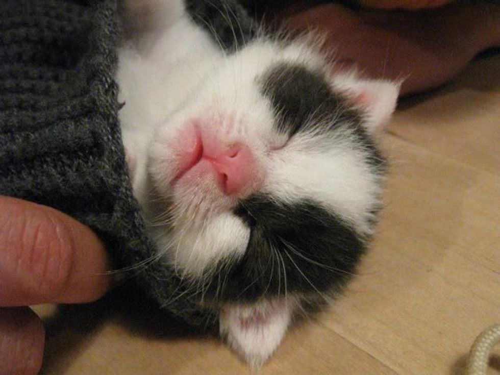 Panda the Kitten Saved from the Rain, Then and Now! - Love Meow