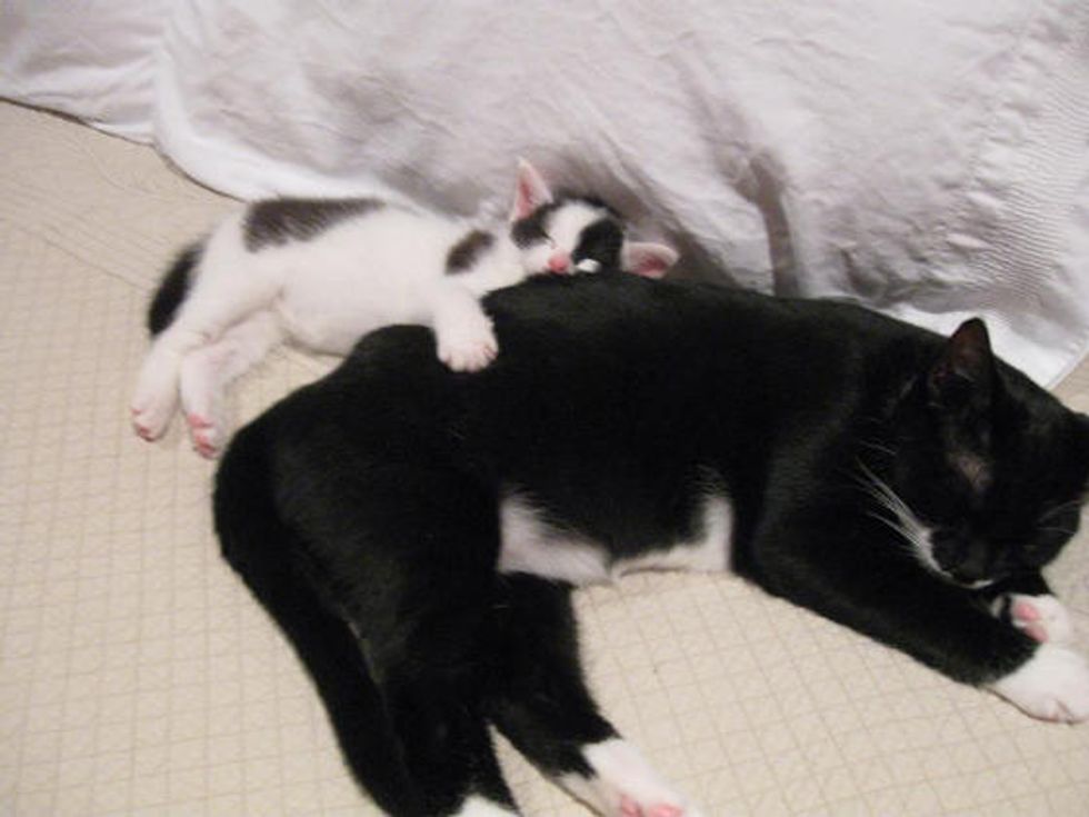Panda the Kitten Saved from the Rain, Then and Now! - Love Meow