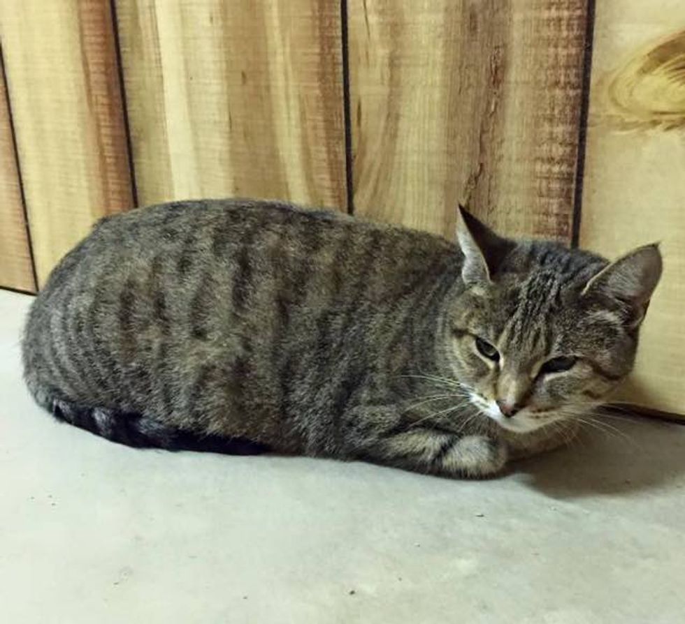 Tabby Cat Saved from Harsh Cold Surprises Rescuers with 5 Ginger Boys ...