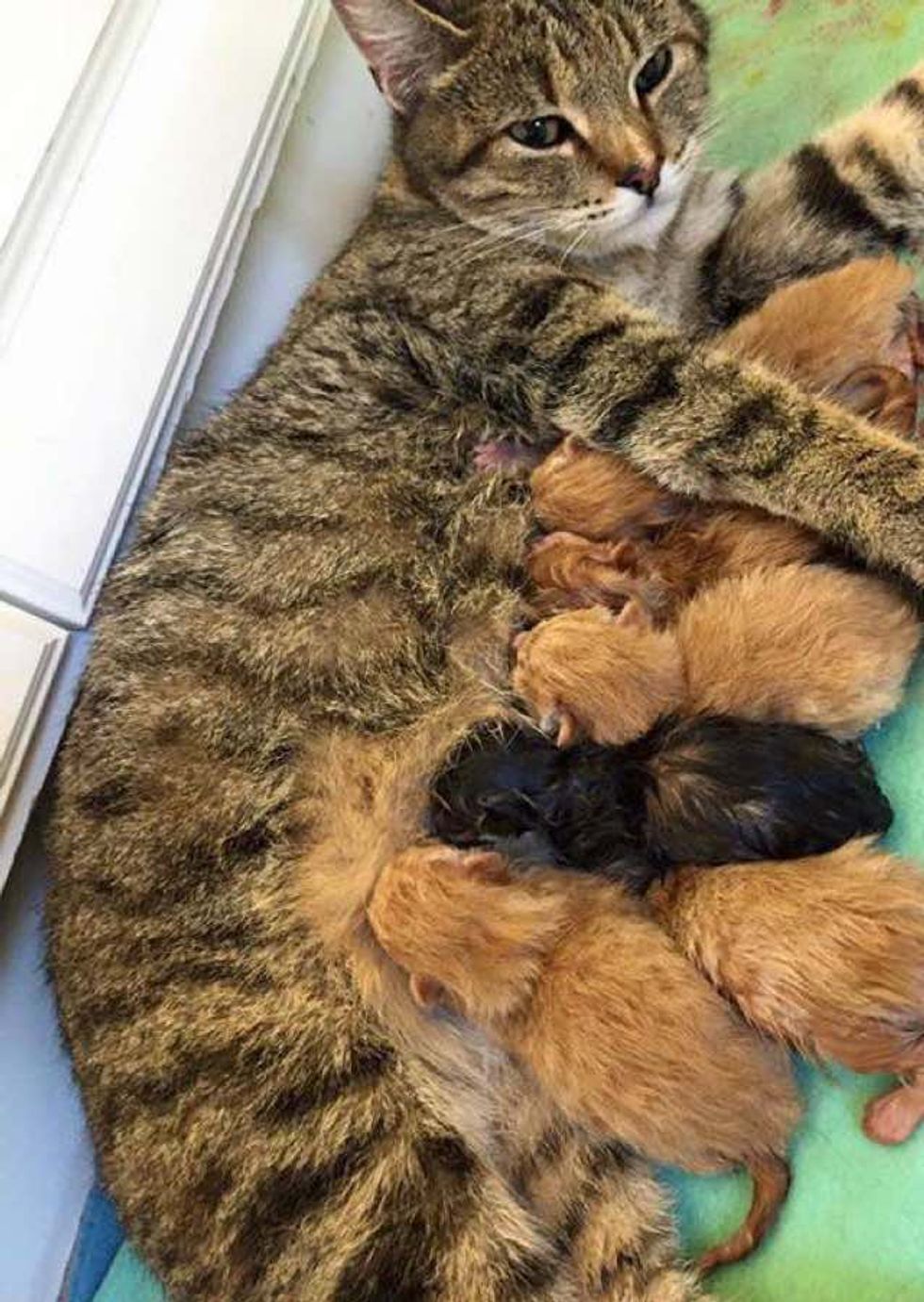 Tabby Cat Saved from Harsh Cold Surprises Rescuers with 5 Ginger Boys ...