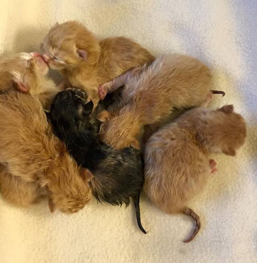 Tabby Cat Saved from Harsh Cold Surprises Rescuers with 5 Ginger Boys ...