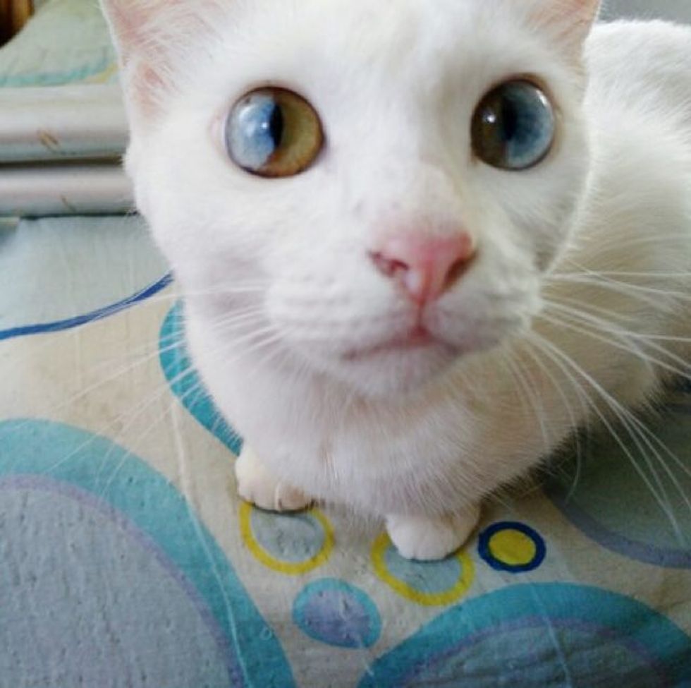 This Cat Has the Most Beautiful and Magical Eyes! - Love Meow