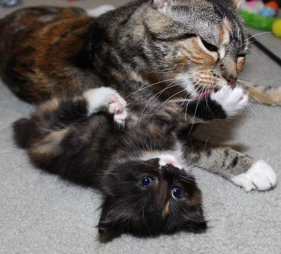 Stray Cat Mama Found Help to Safe Place Right Before She Gave Birth to ...