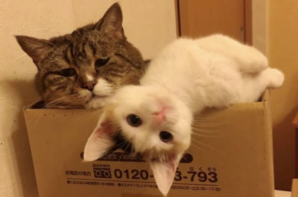 Woman Hears a Kitten Inside a Wall, Spends Hours Searching and Finds ...