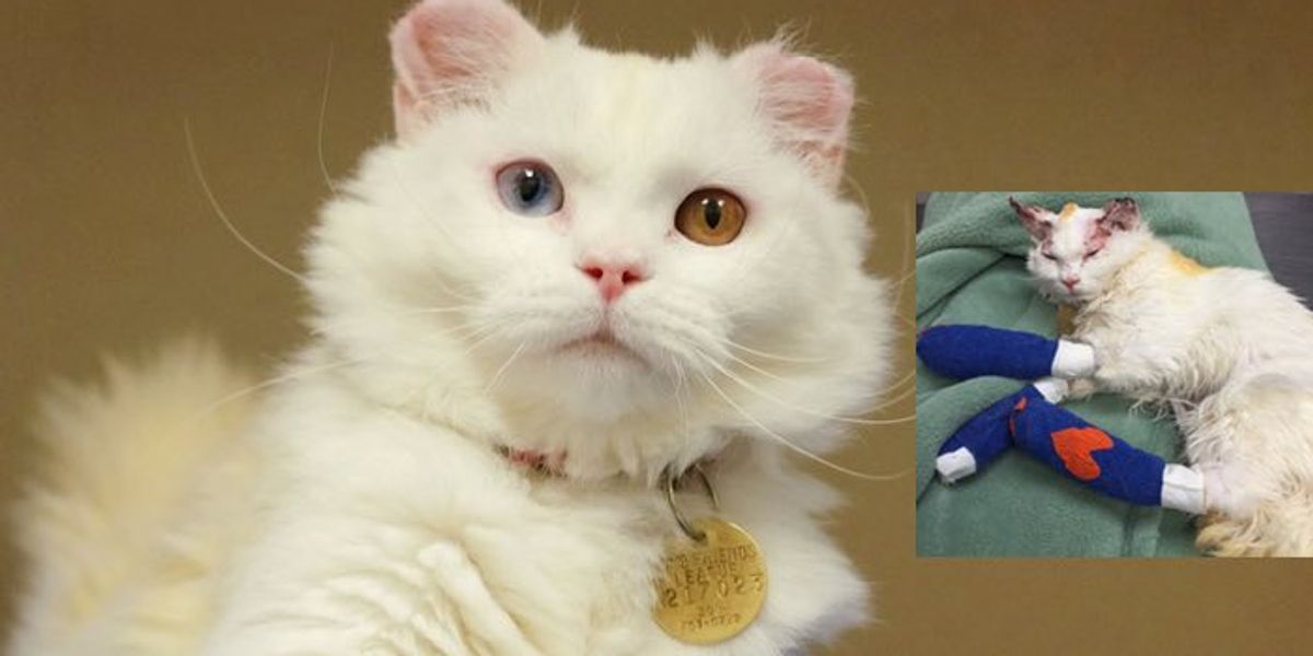 Cat who Suffered Burns Finds Love and Home with Burn Survivor - Love Meow