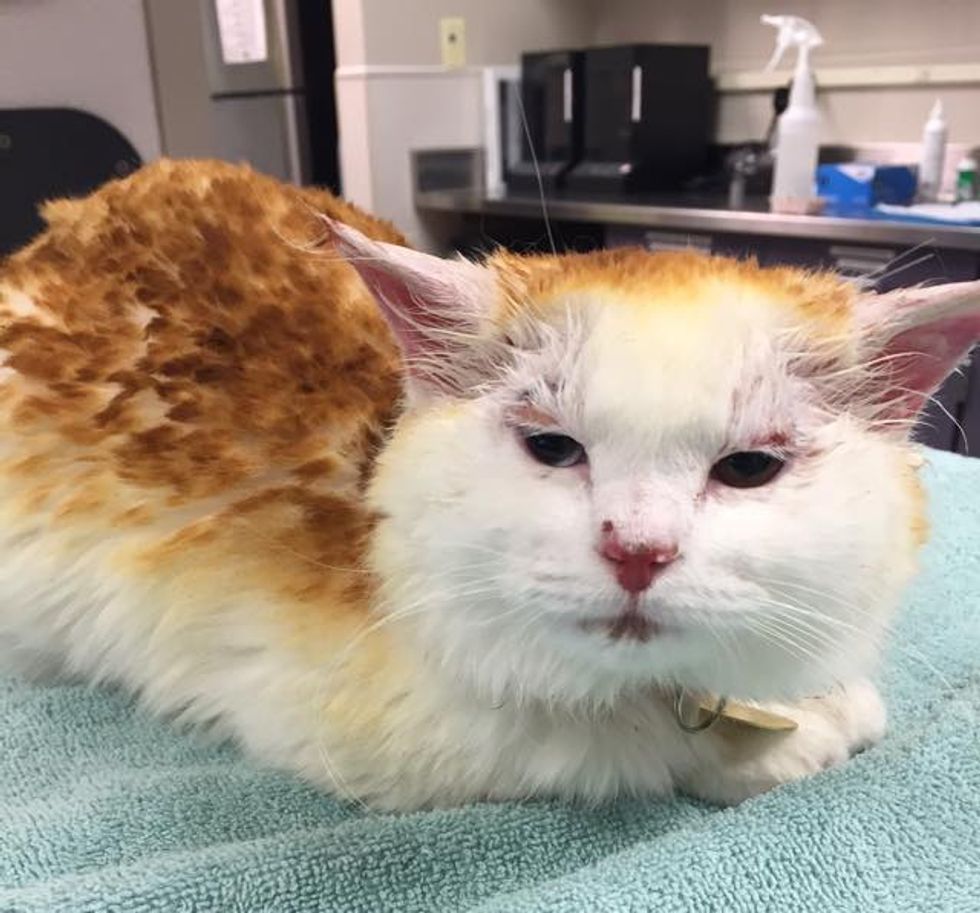 Cat who Suffered Burns Finds Love and Home with Burn Survivor - Love Meow