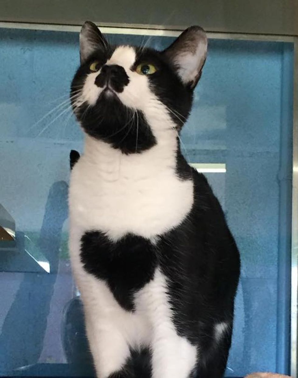 Cat with Heart on Her Chest Spent Her Whole Life in Shelter Until Now ...
