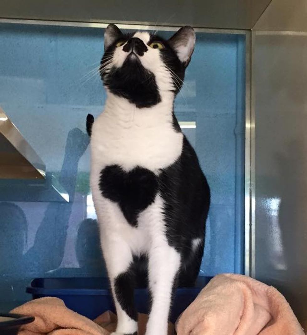 Cat with Heart on Her Chest Spent Her Whole Life in Shelter Until Now ...
