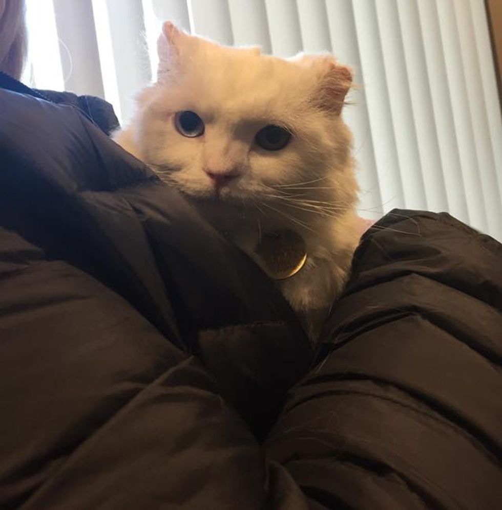 Cat who Suffered Burns Finds Love and Home with Burn Survivor - Love Meow