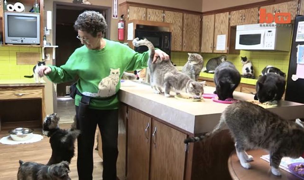 Cat Lady Lives with 1100 Rescue Kitties for a Good Cause! - Love Meow