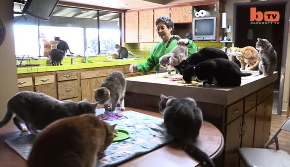 Cat Lady Lives with 1100 Rescue Kitties for a Good Cause! - Love Meow