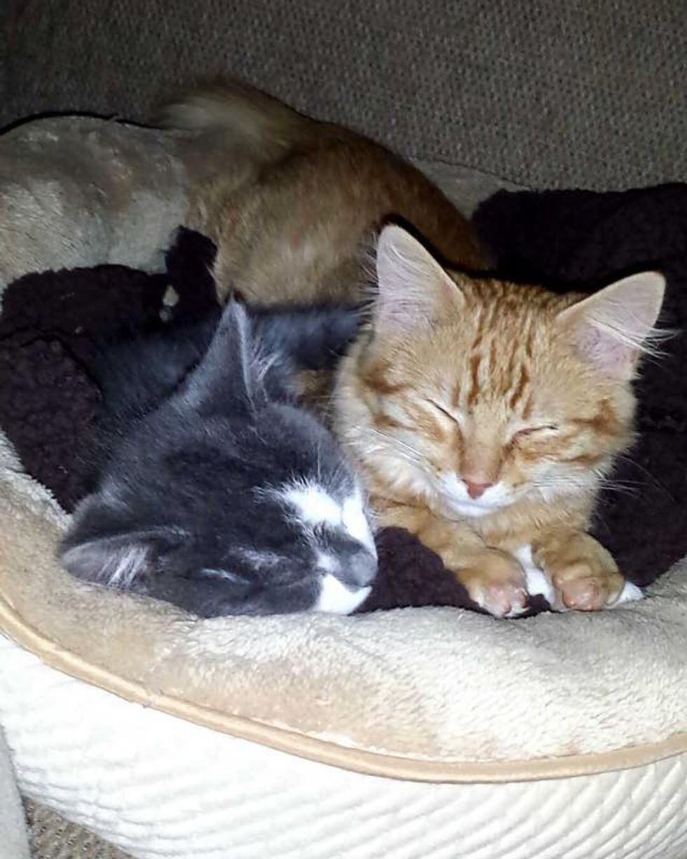 Homeless Kitten Surprises Family When He Follows Their Cat Home - Love Meow