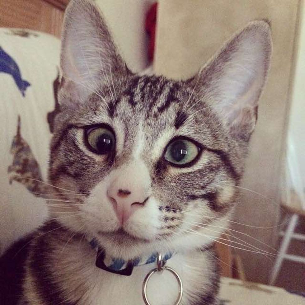 Kitty with Forever Worried Eyes will Steal Your Heart In These Adorable ...