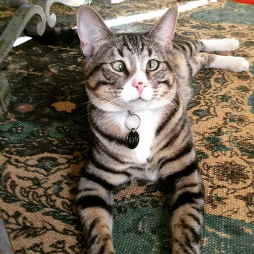 Kitty with Forever Worried Eyes will Steal Your Heart In These Adorable ...