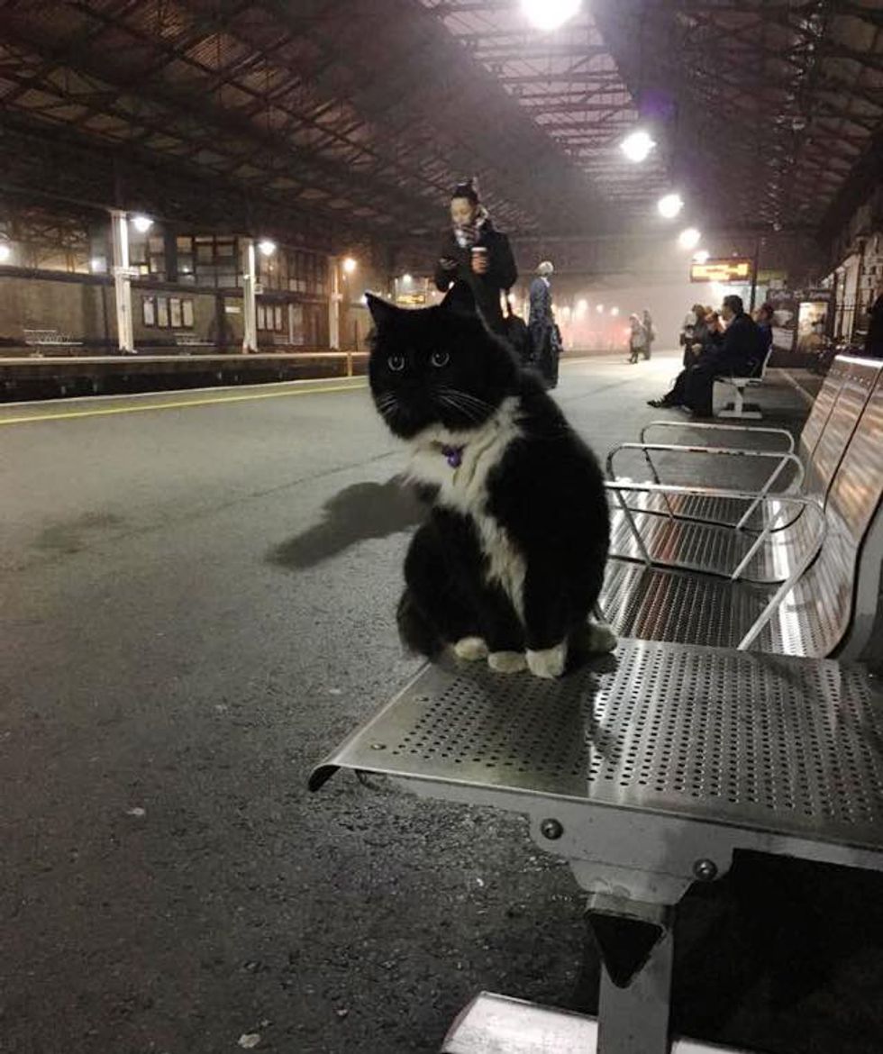 After Five Years of Service, this Kitty Got a Much Deserved Promotion ...