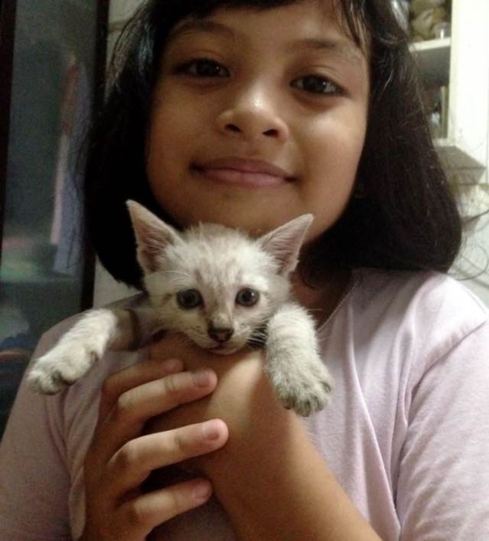 Rescue Kitten Helped Girl with Broken Leg Heal and Loves Her Like a ...
