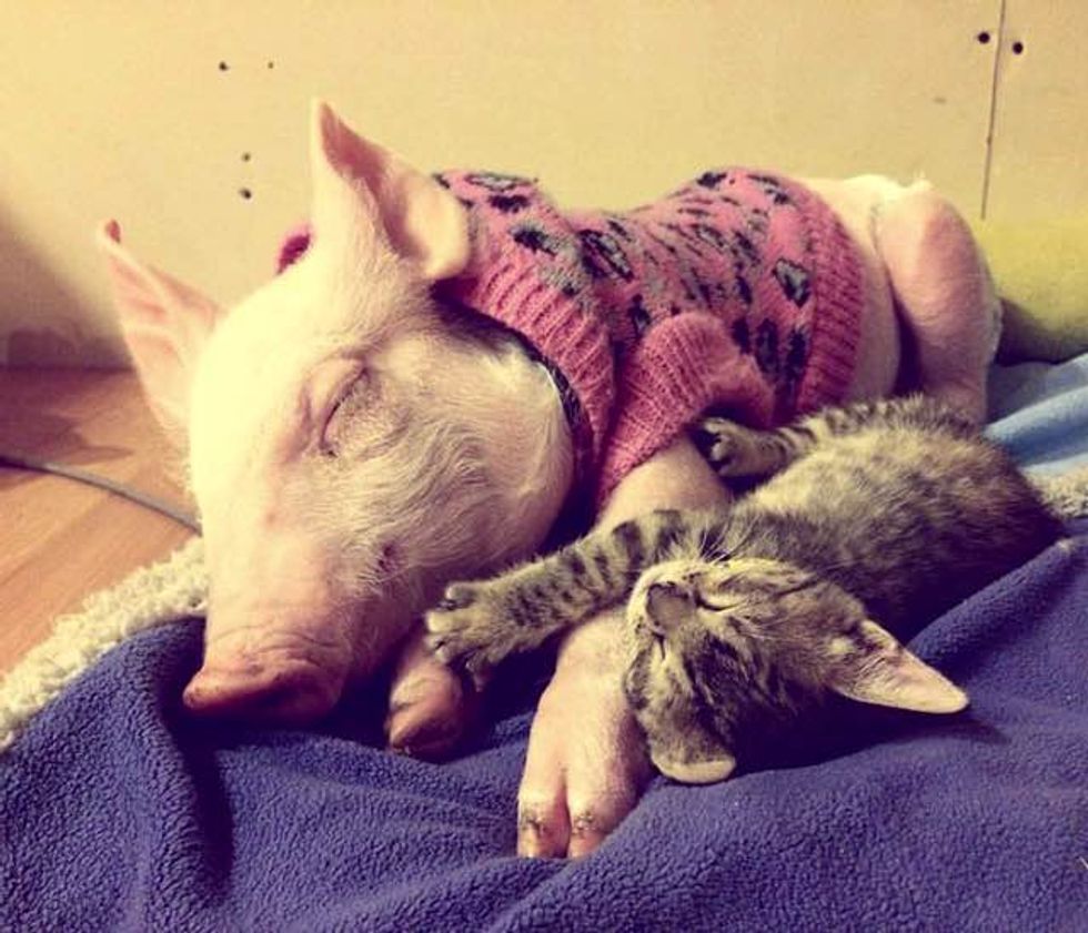 Orphaned Tabby Kitten and Rescue Pig Growing Up Together! - Love Meow