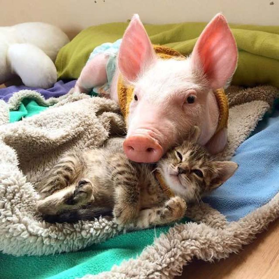 Orphaned Tabby Kitten and Rescue Pig Growing Up Together! - Love Meow