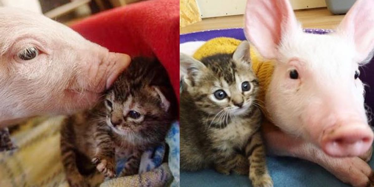 Orphaned Tabby Kitten and Rescue Pig Growing Up Together! - Love Meow