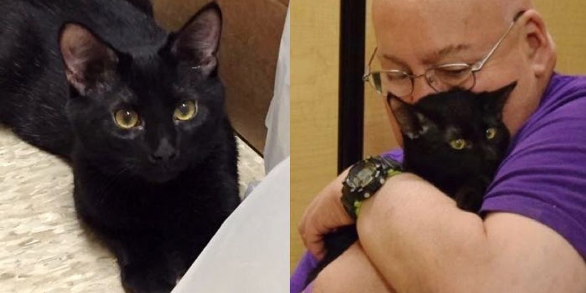 Rescue Cat Saved Man's Life Days After He Got Him Out of Shelter - Love ...