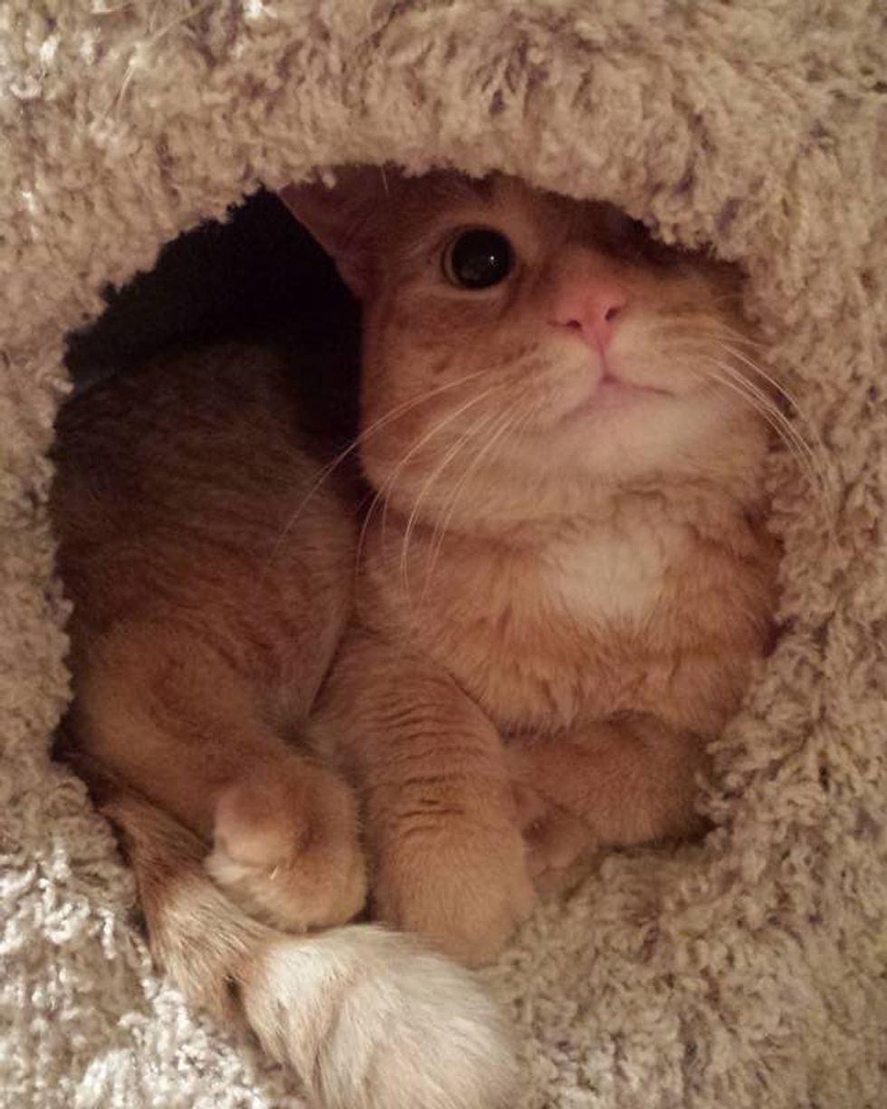 He was Born a Runt to a Farm Cat and a Bit Different from His Siblings ...