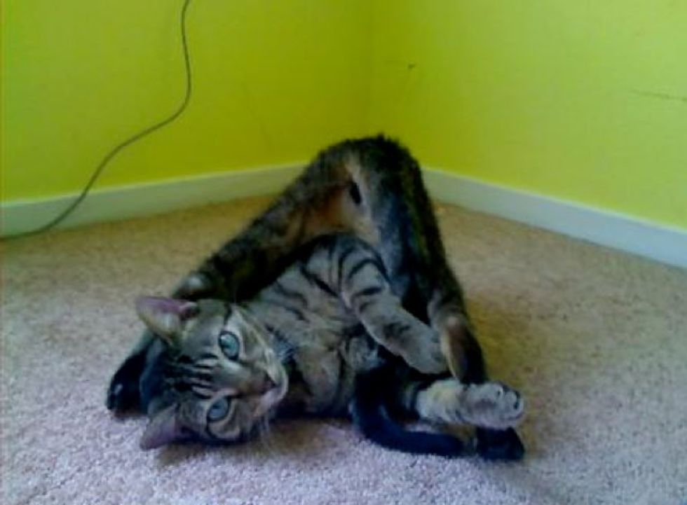 Cats Explain Mathematics in a Purrfect Way! (10+ pics) - Love Meow