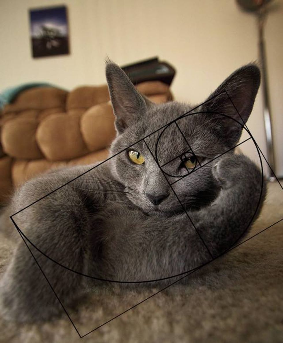 Cats Explain Mathematics in a Purrfect Way! (10+ pics) - Love Meow