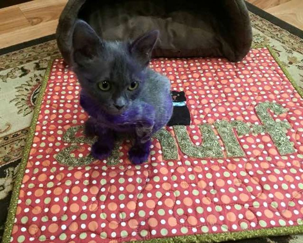Purple Kitten is Getting Back to His Glorious Grey Coat - Love Meow