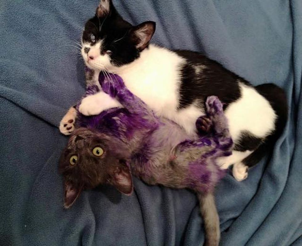 Purple Kitten is Getting Back to His Glorious Grey Coat - Love Meow